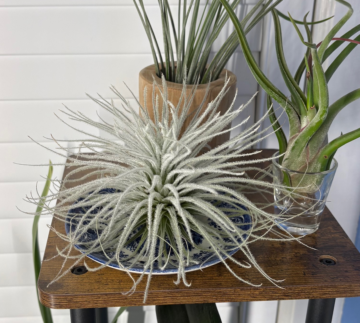 Air Plant Supply Co Reviews